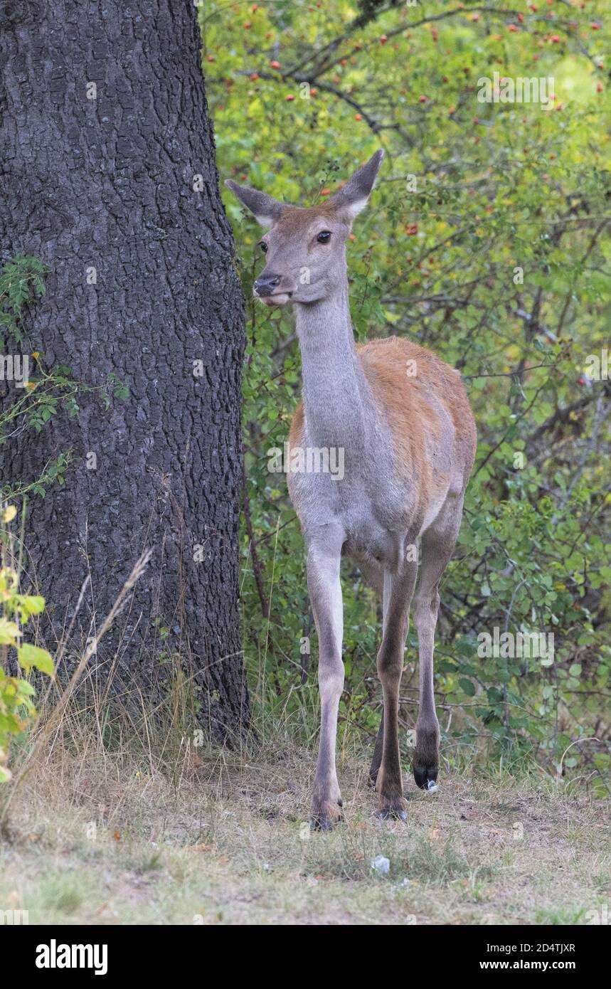 Red deer (Cervus elaphus) stag roaring during the autumnal rut, Abruzzo ...