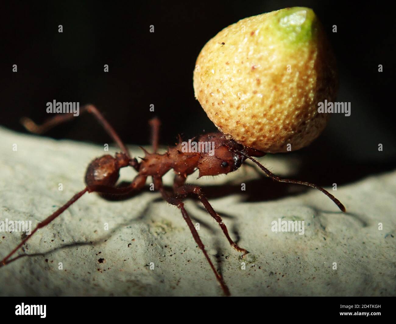Brown ant showing strength taking vegetation home, Brazil Stock Photo ...