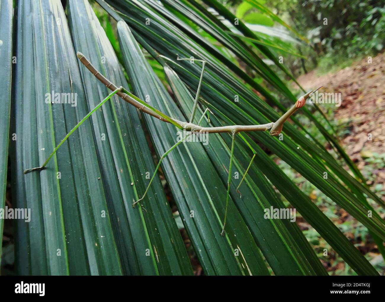 Large stick insect in the Brazilian Jungle Stock Photo - Alamy