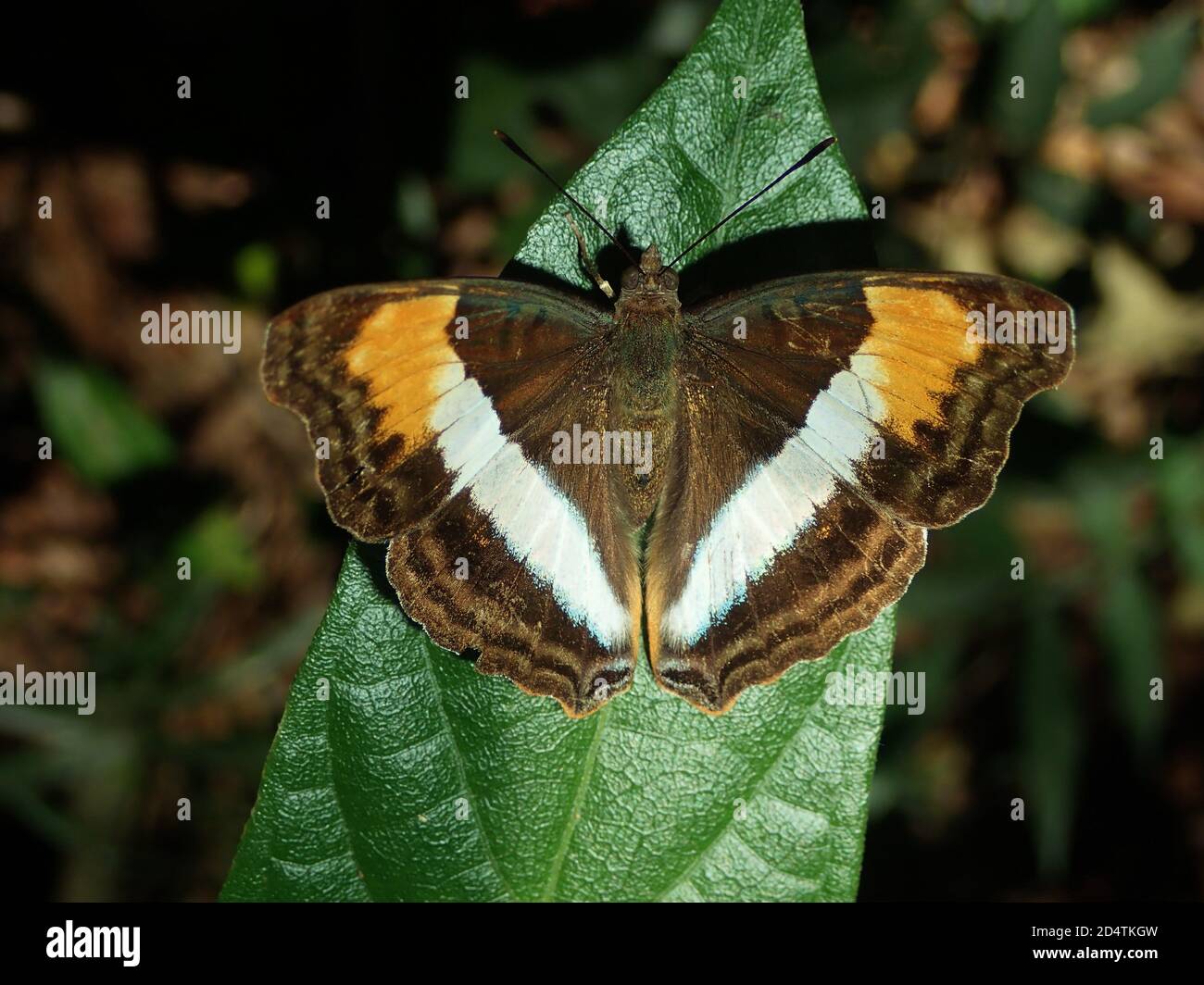 Symmetrical butterfly in the forests of Brazil Stock Photo - Alamy