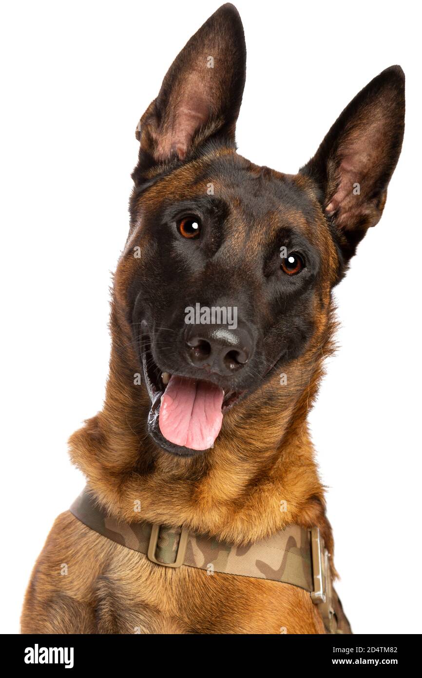 Belgian Malinois dog in front of a white background Stock Photo - Alamy