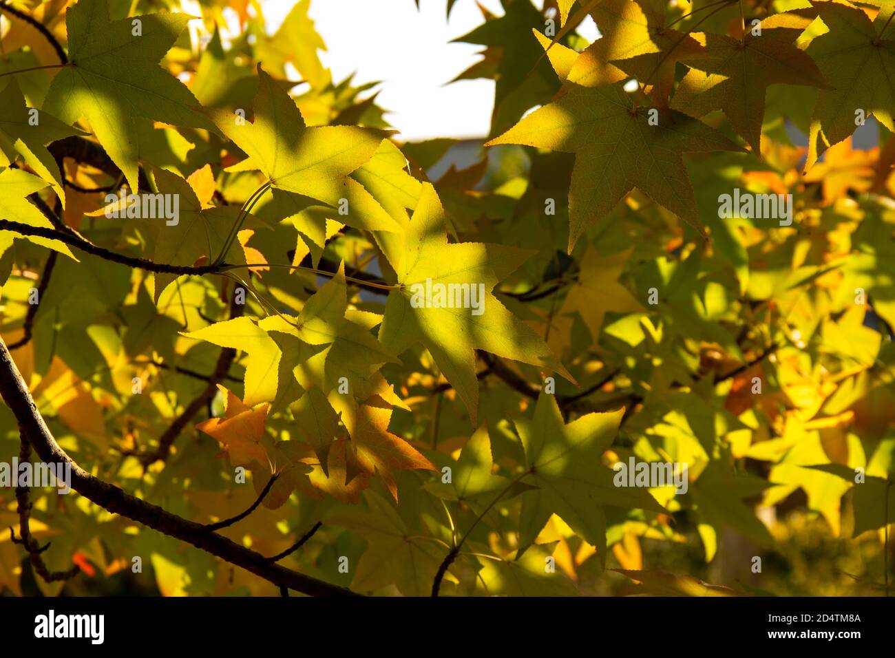 Natural background blurred leaf texture hi-res stock photography and ...