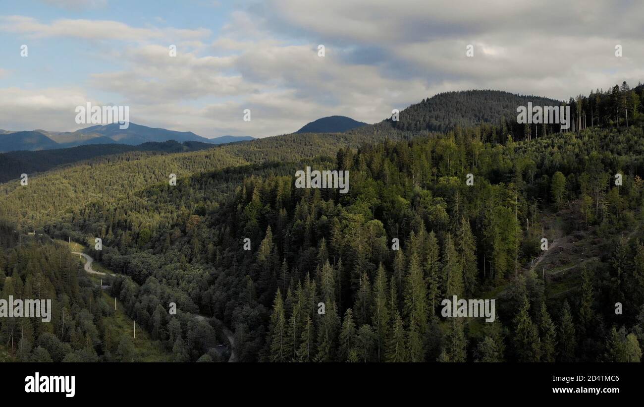 Aerial view old spruce forest hi-res stock photography and images - Alamy