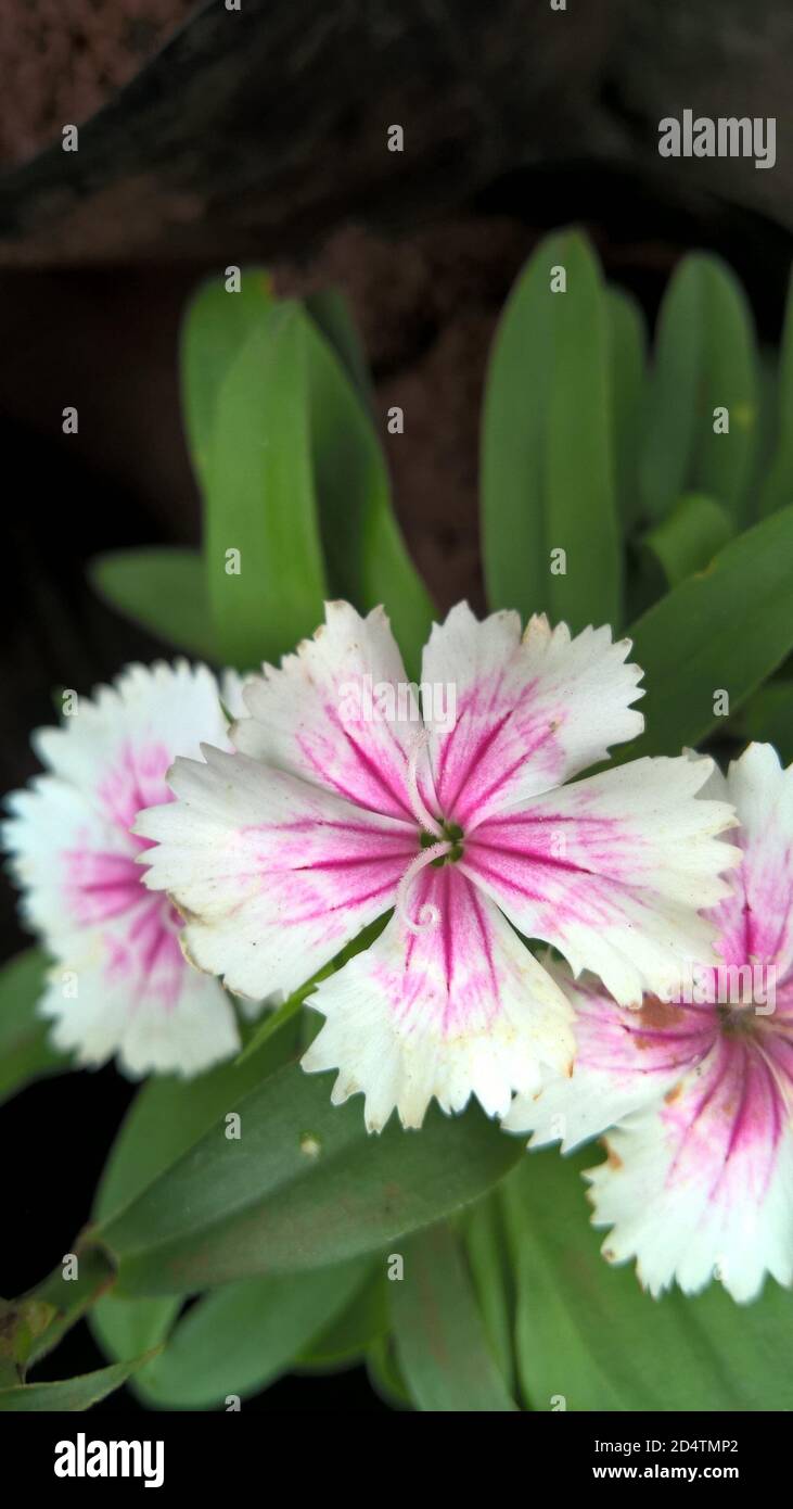 scenic view of colorful flowers and plants Stock Photo - Alamy