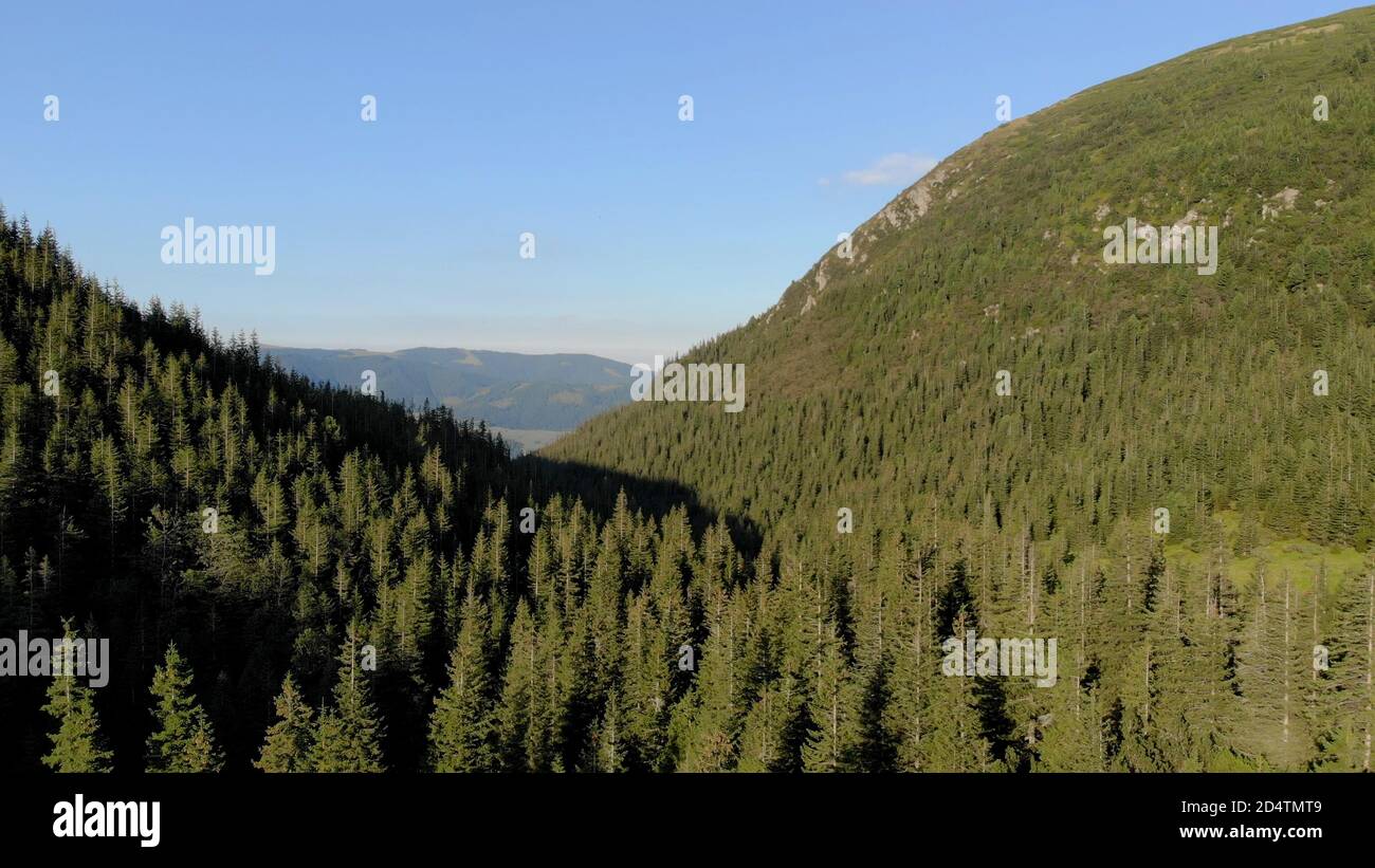Evergreen forest slope Stock Photo - Alamy