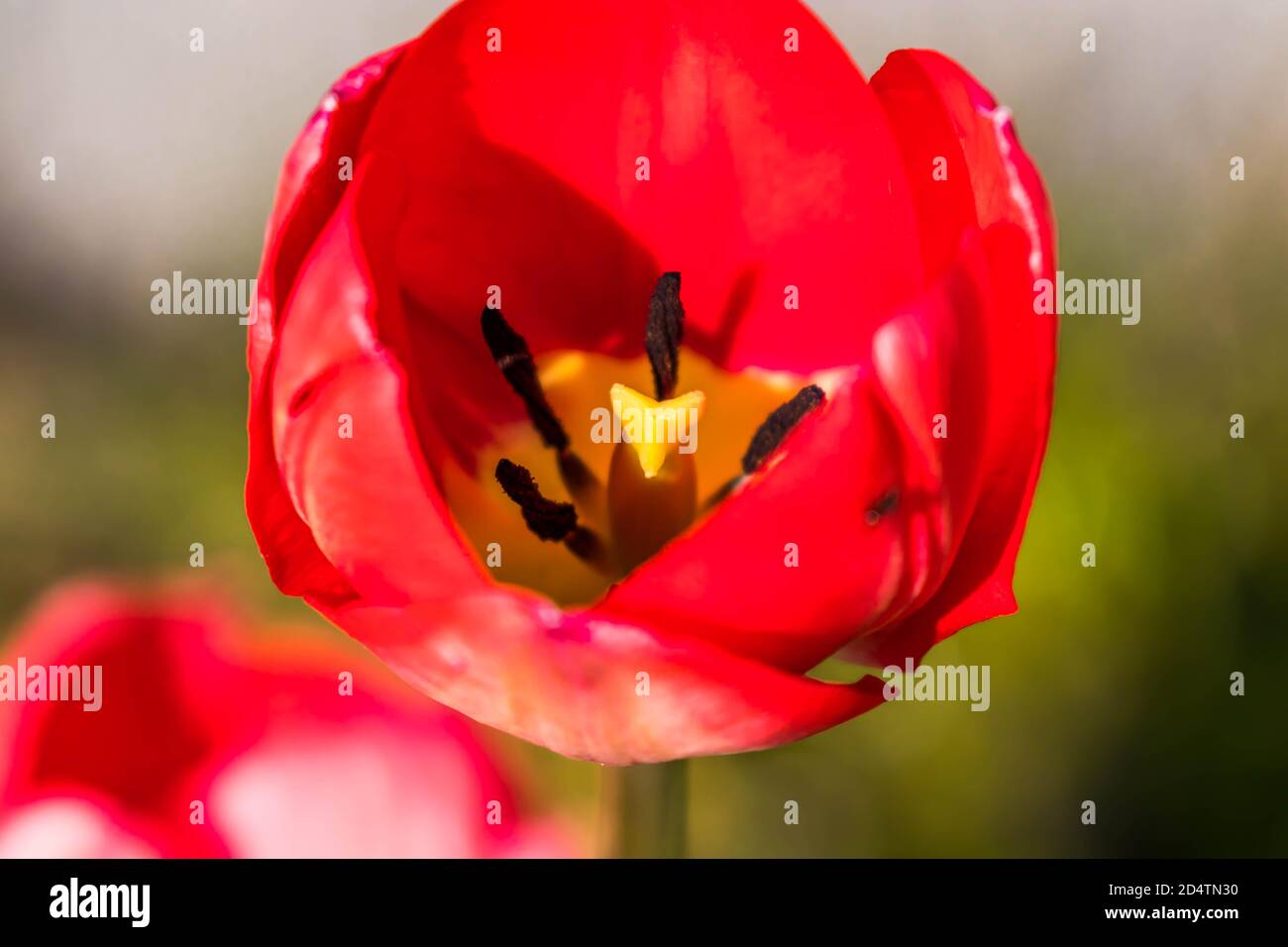 the red flower Stock Photo - Alamy