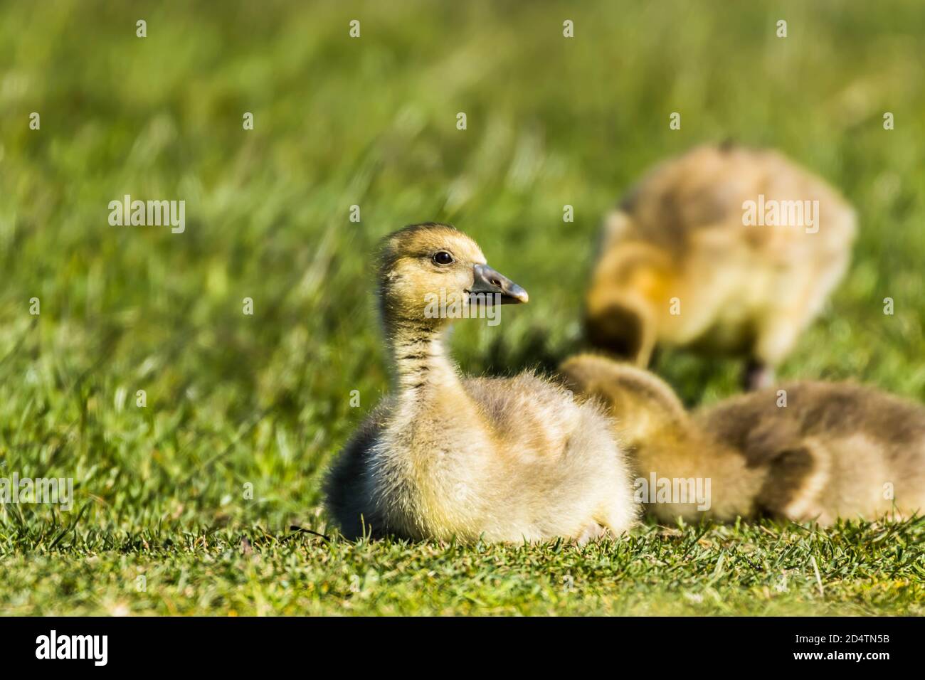 Gesse hi-res stock photography and images - Alamy