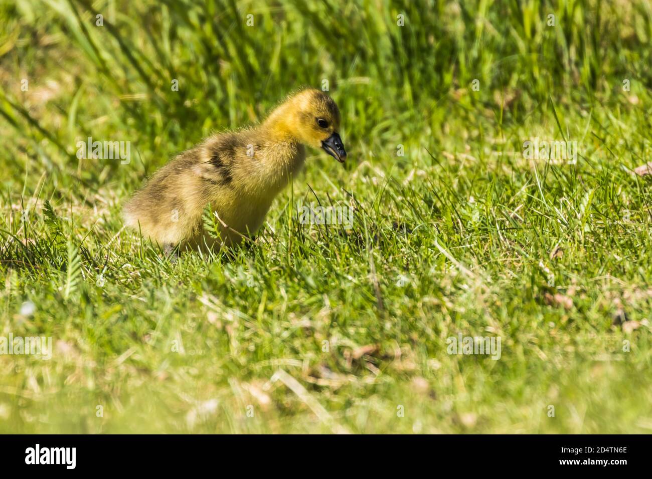 Gesse hi-res stock photography and images - Alamy