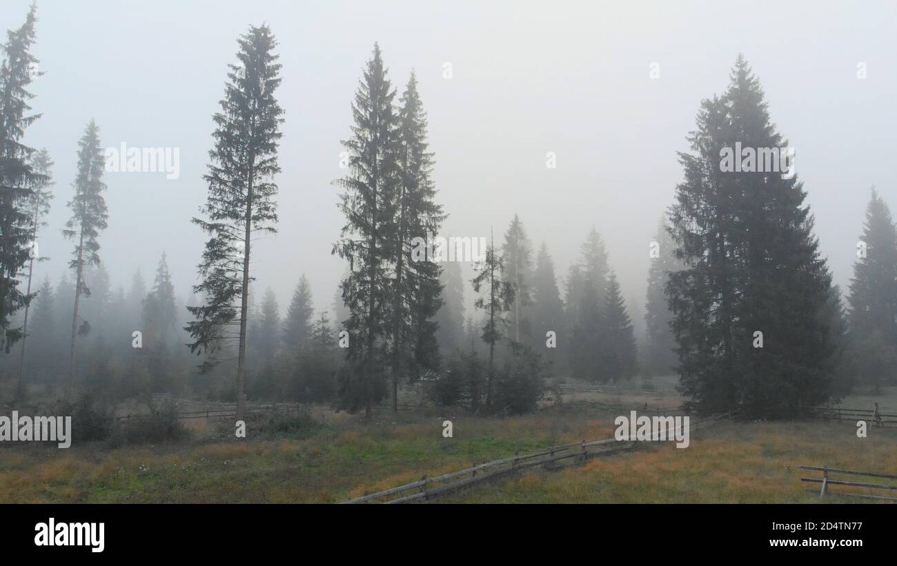 Sad nature landscape in fog Stock Photo - Alamy