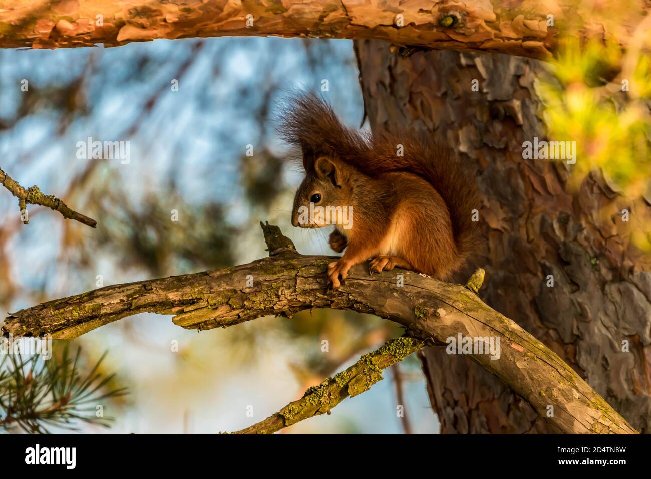 the squirrel above the tree Stock Photo - Alamy