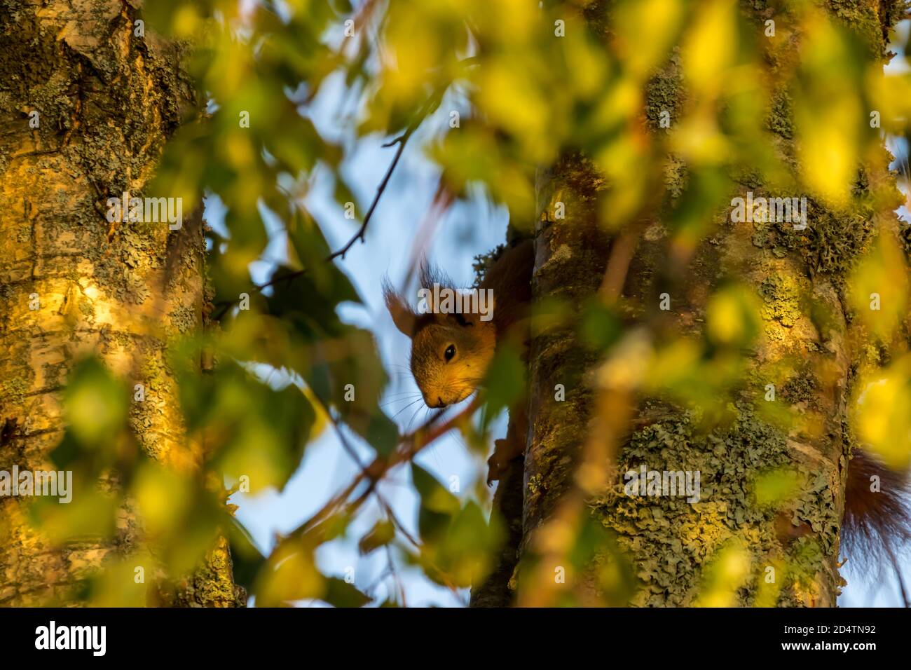 the squirrel above the tree Stock Photo - Alamy