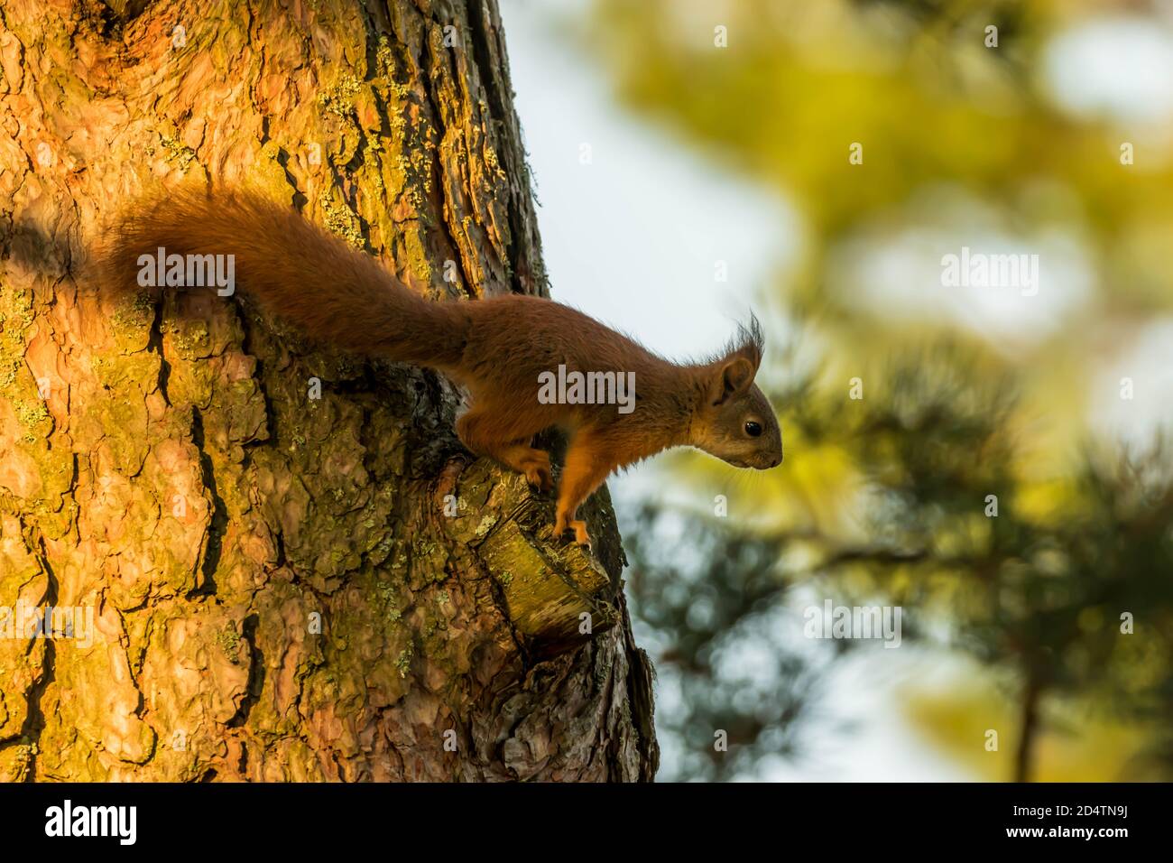 the squirrel above the tree Stock Photo - Alamy