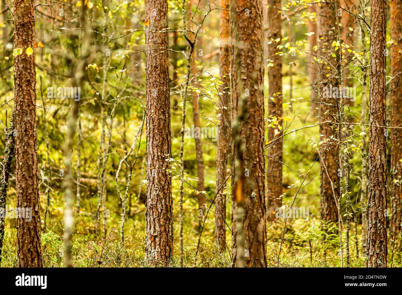 the forest view Stock Photo - Alamy