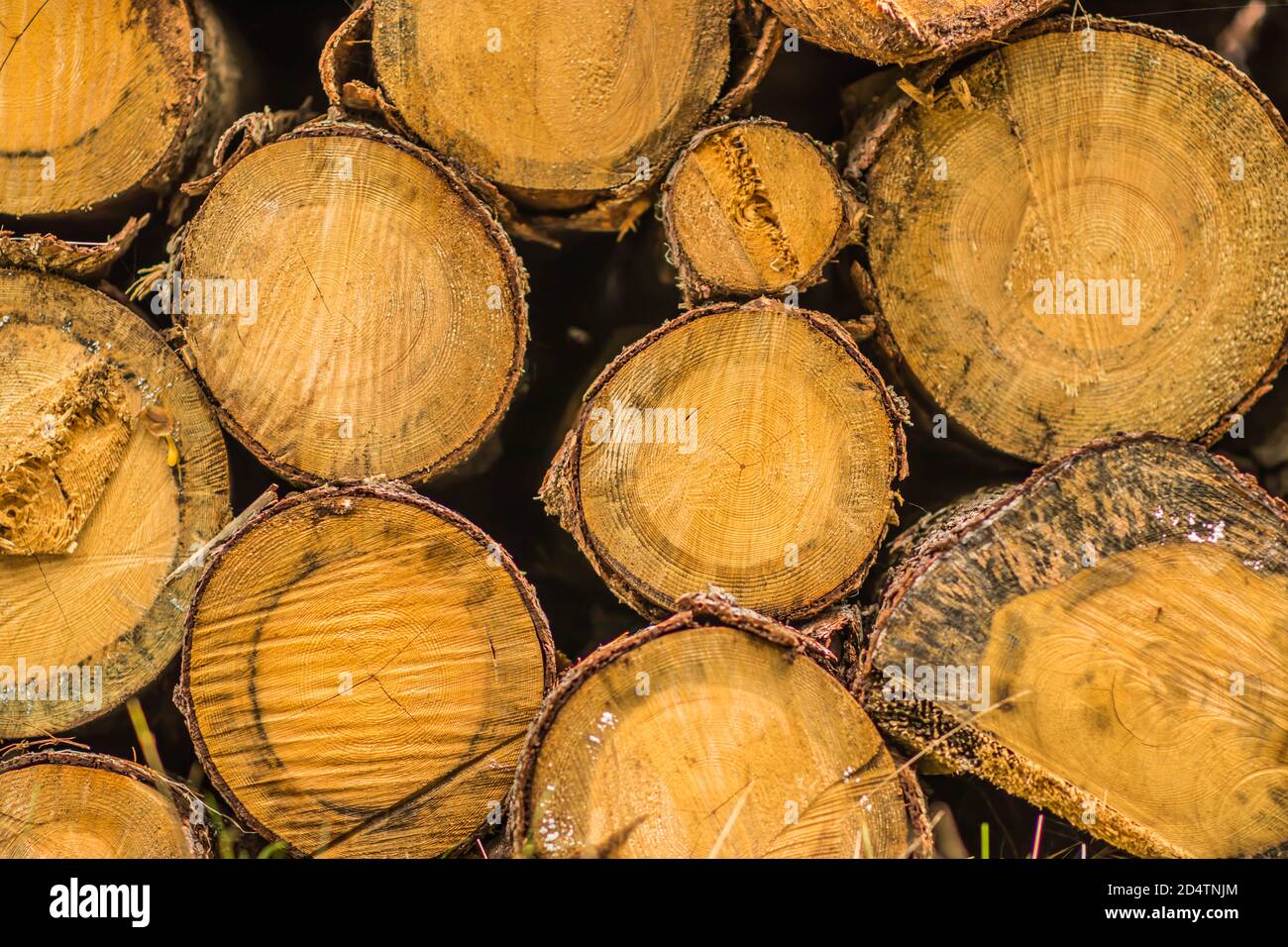 Trees cutting hi-res stock photography and images - Alamy