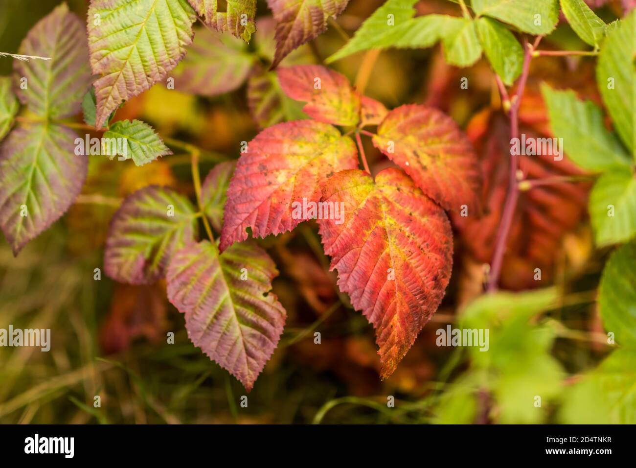 Falls colors hi-res stock photography and images - Alamy