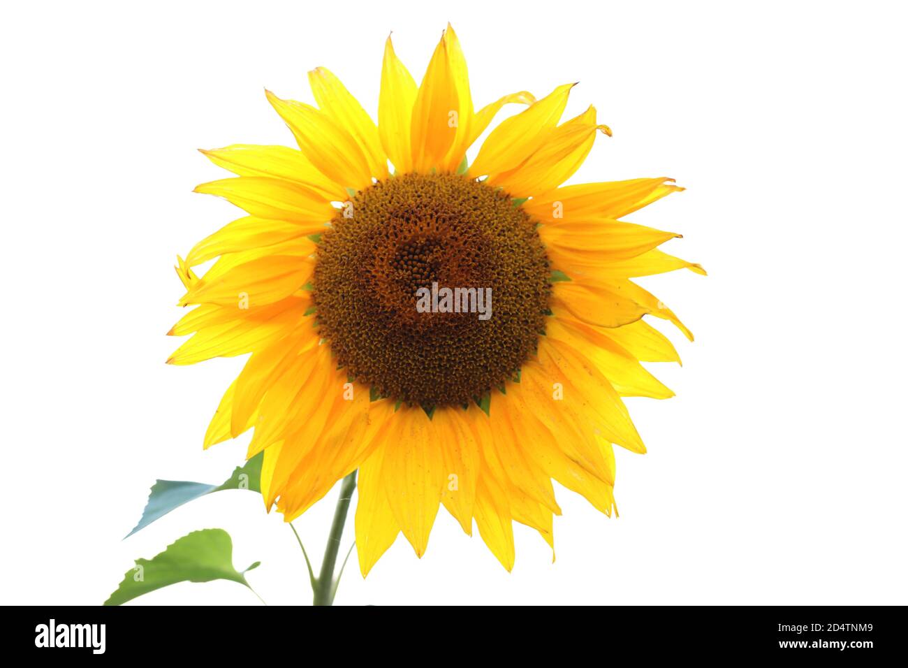 Sunbeam flower Cut Out Stock Images & Pictures - Alamy