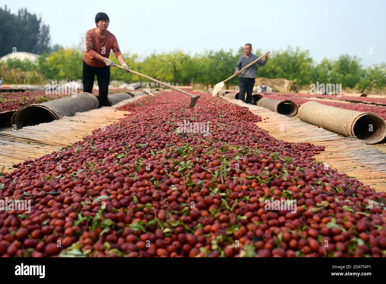 Cangzhou, China's Hebei Province. 11th Oct, 2020. Farmers air red dates ...