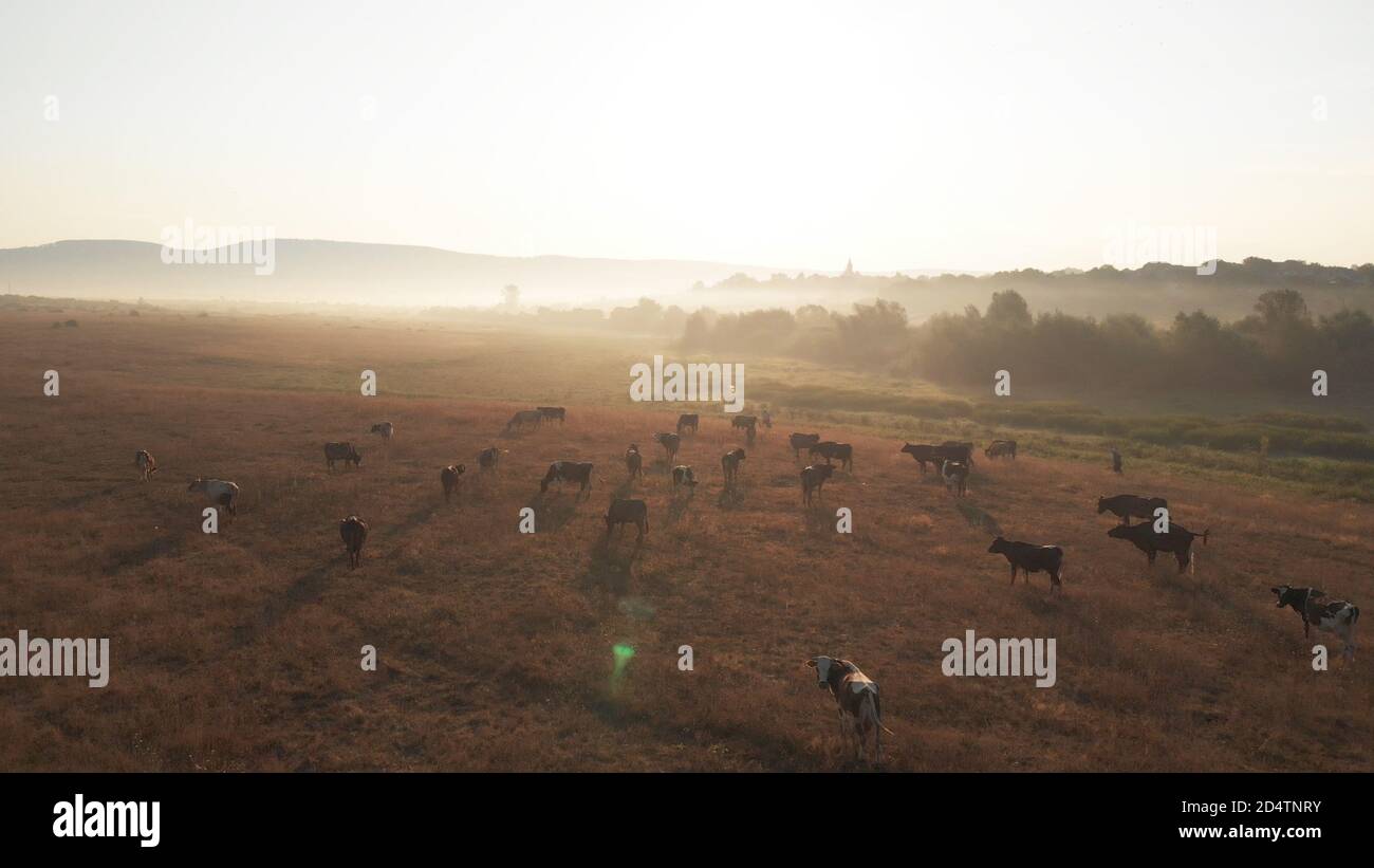 Aerial view of summer glade Stock Photo - Alamy