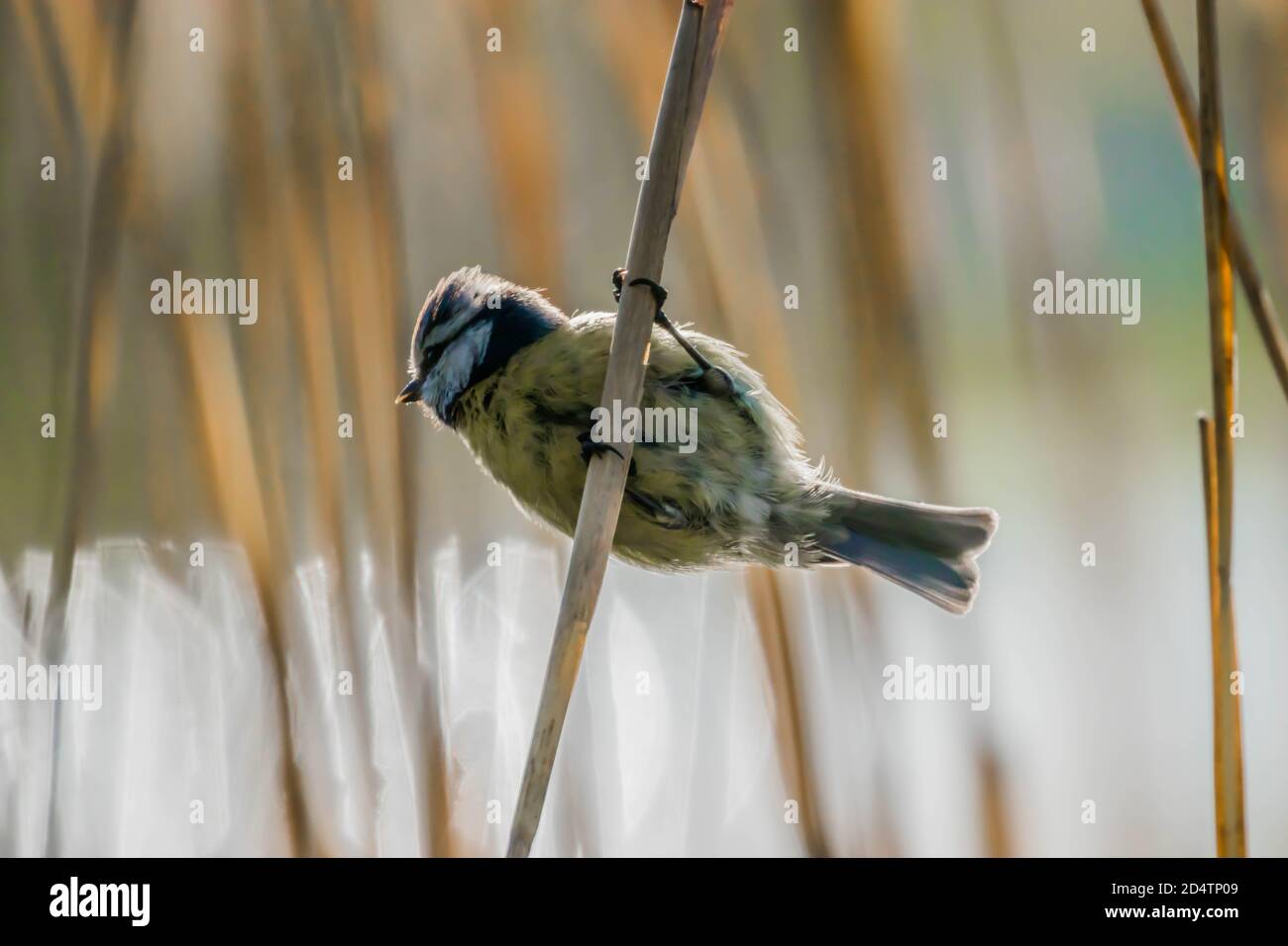 Bird on the branch Stock Photo - Alamy