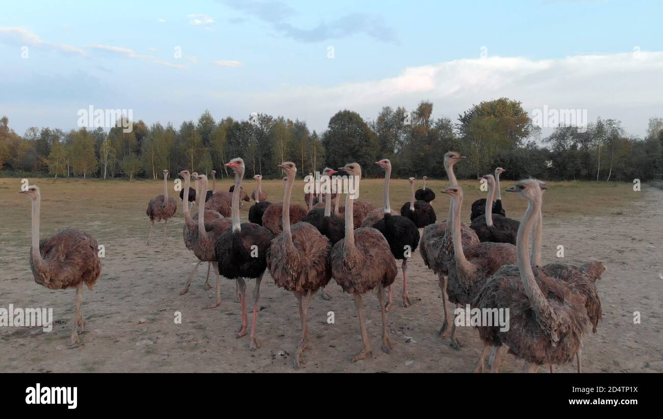 Camel legs blue hi-res stock photography and images - Alamy