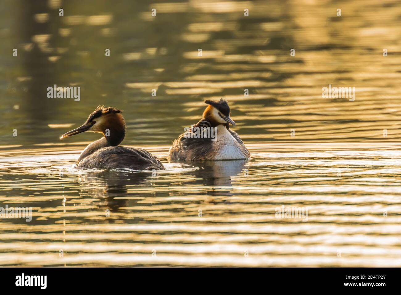 The duck in the lake Stock Photo - Alamy