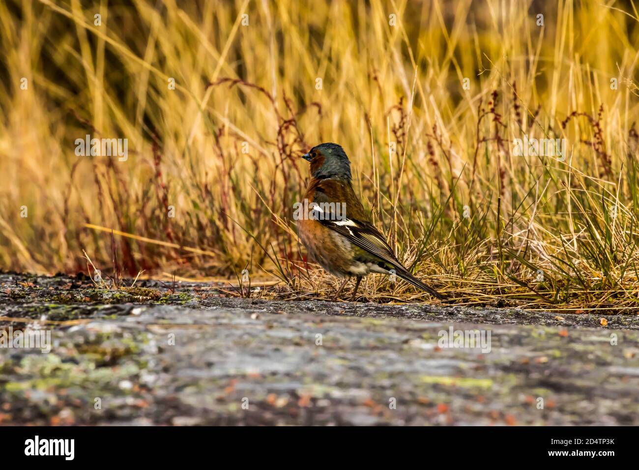 Bird locking the foods Stock Photo - Alamy