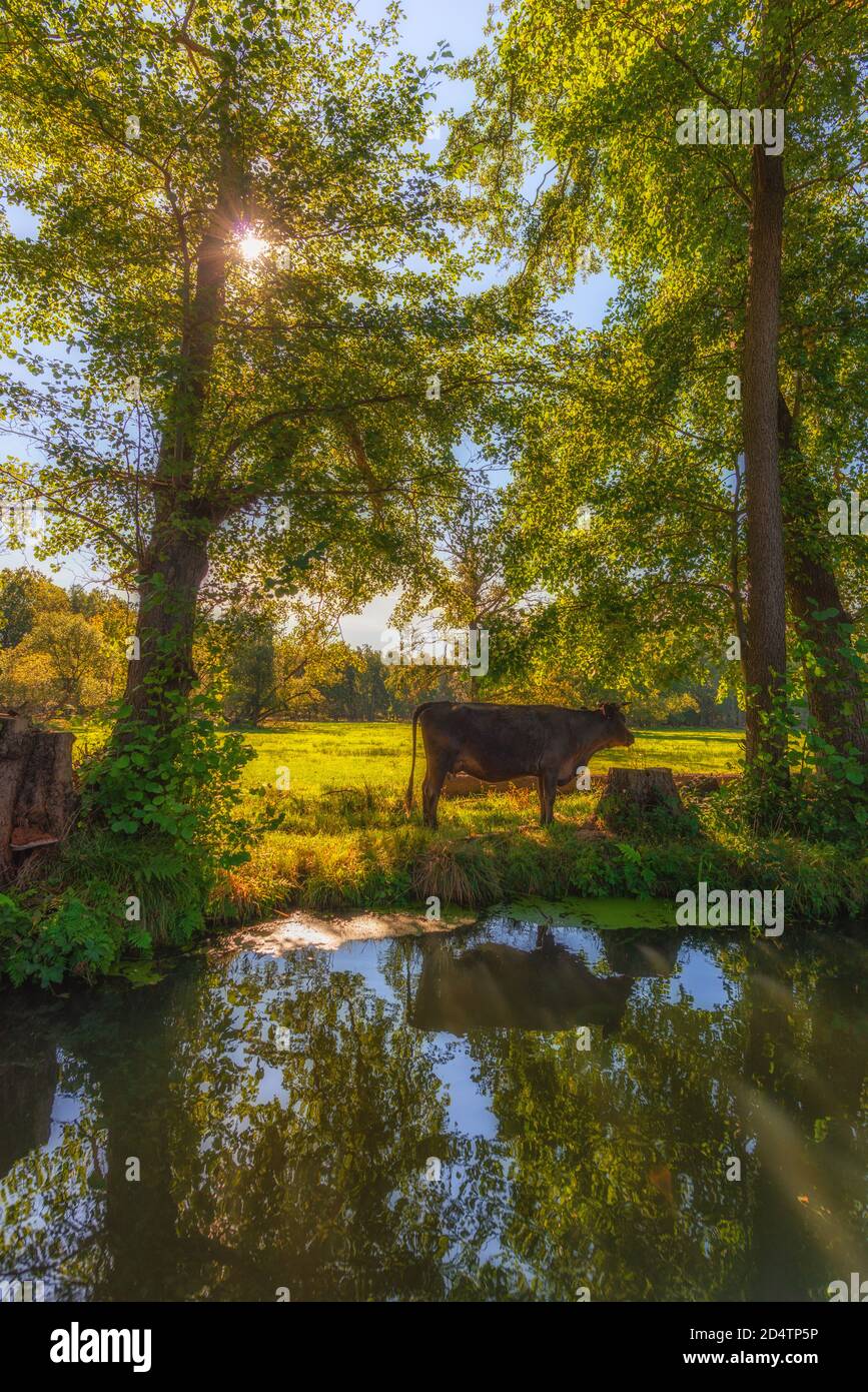 UNESCO biosphere reserve Spreewald or Spree Forest, a boat tour ...