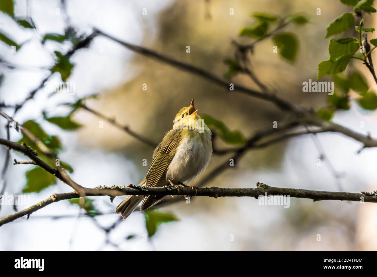 The bird abov the branch 🌿 Stock Photo - Alamy