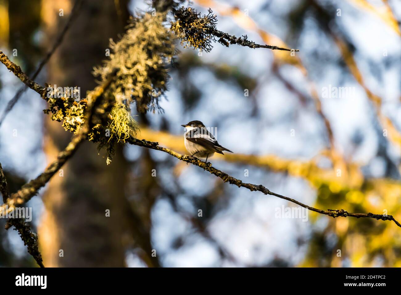 The bird abov the branch 🌿 Stock Photo - Alamy