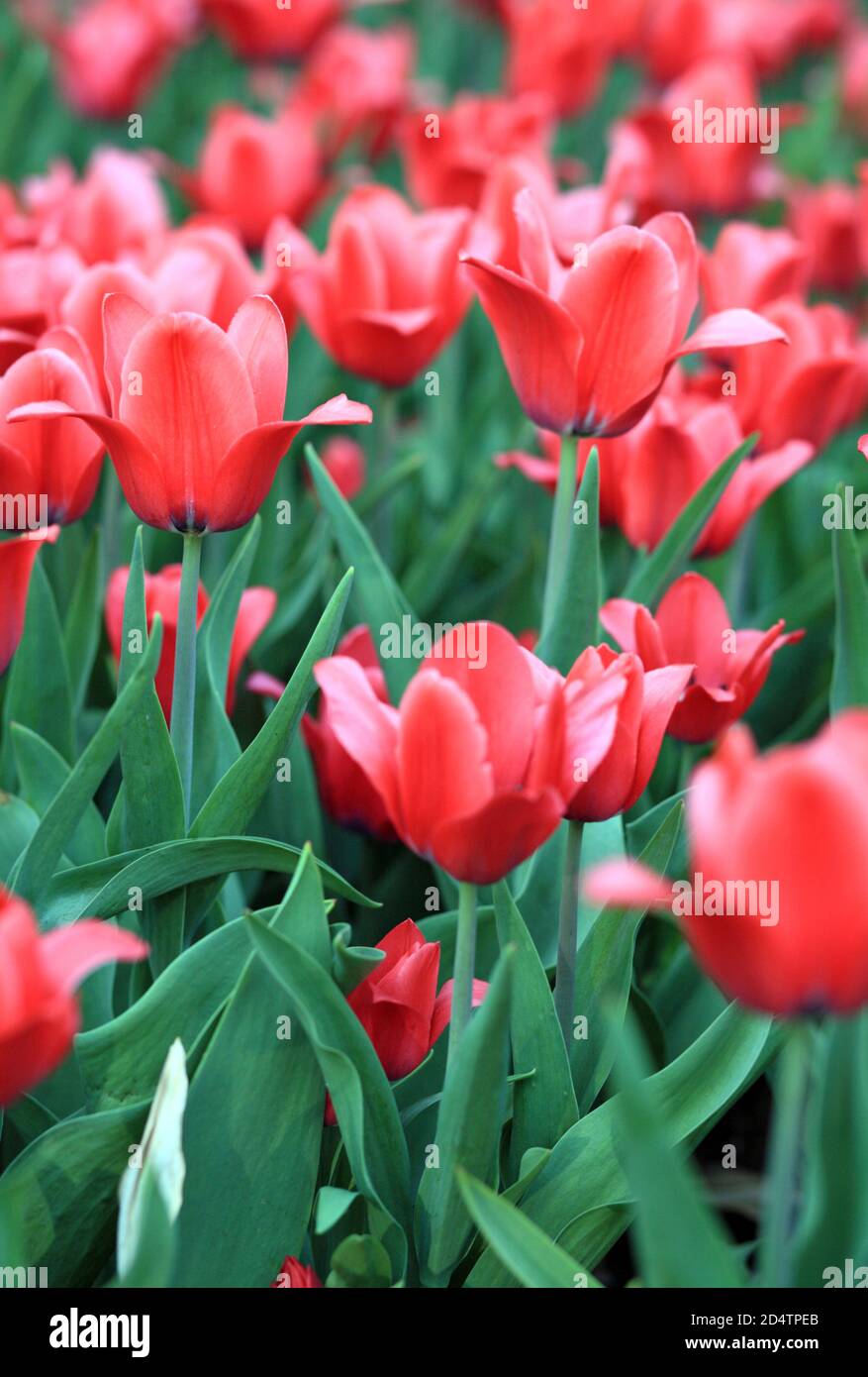 Red Tulip at Spring Stock Photo - Alamy