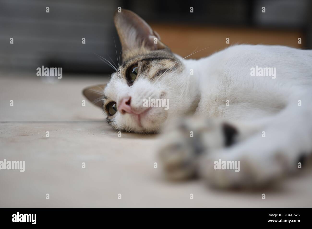 Thinking cat hi-res stock photography and images - Alamy