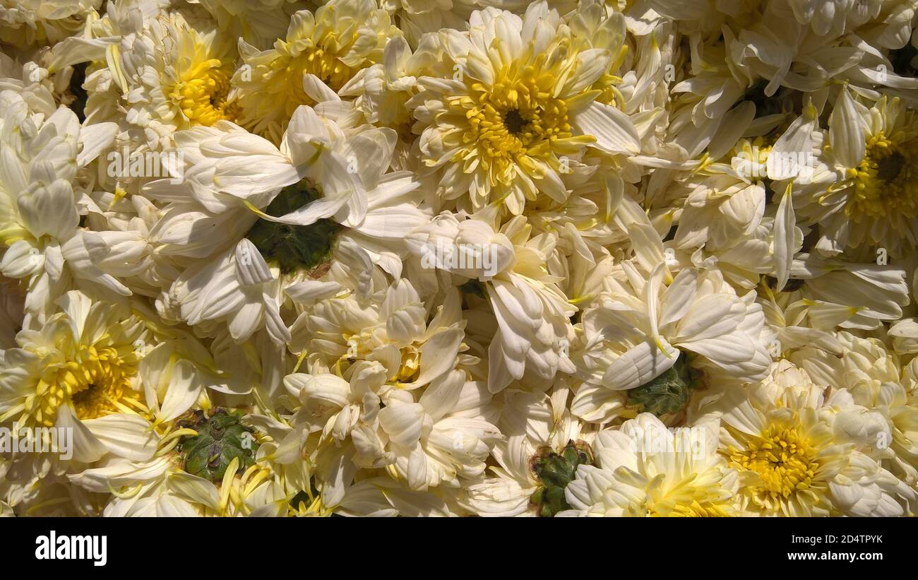 scenic view of stock of Shevanti or Chrysanthemums flowers Stock Photo ...