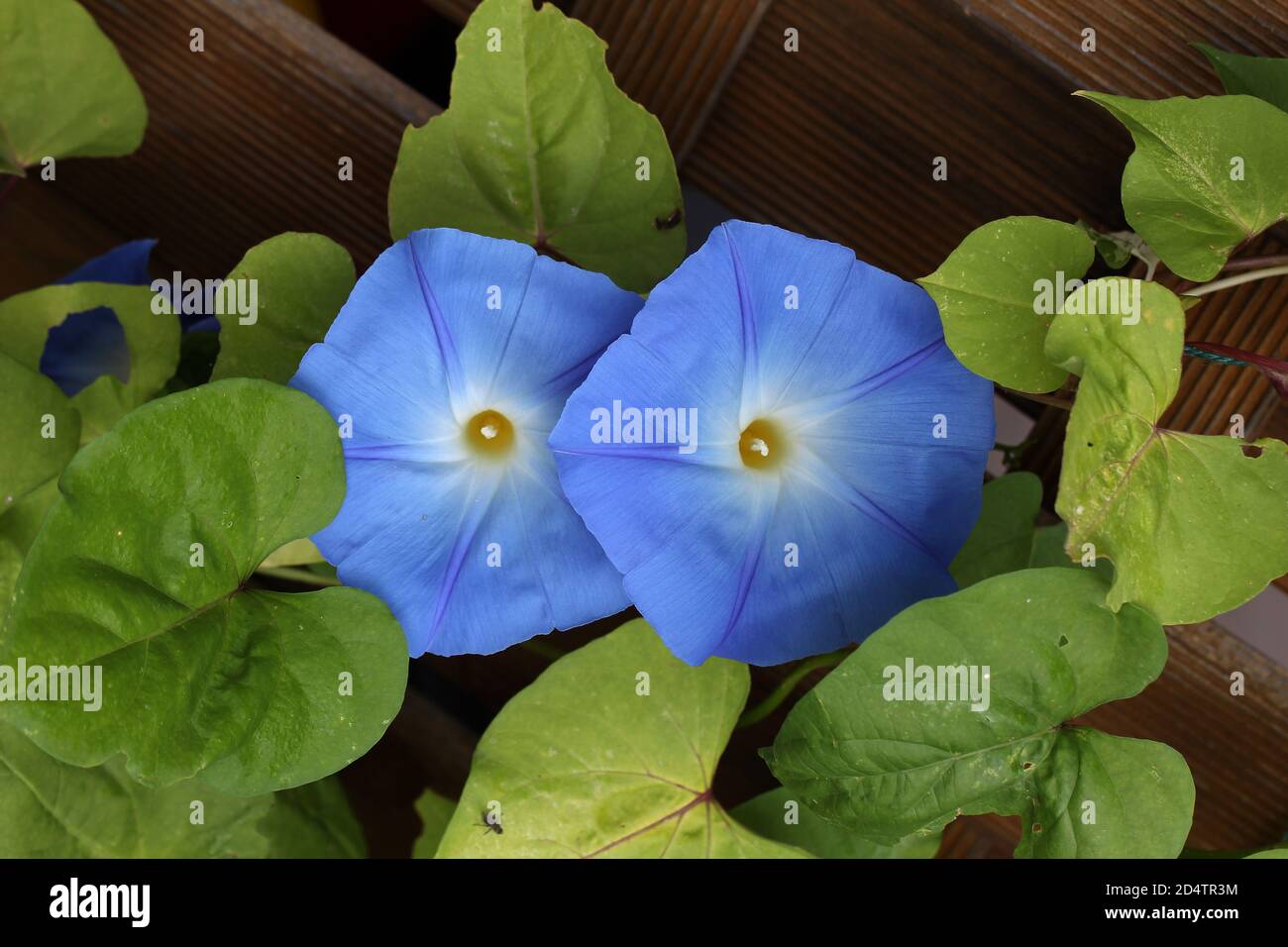 Convolvulus blue flowers convolvulus hi-res stock photography and ...
