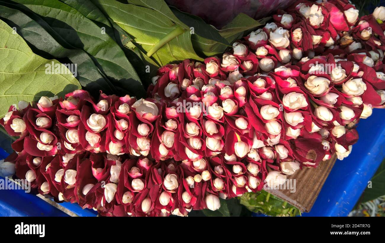 Mogra design hi-res stock photography and images - Alamy