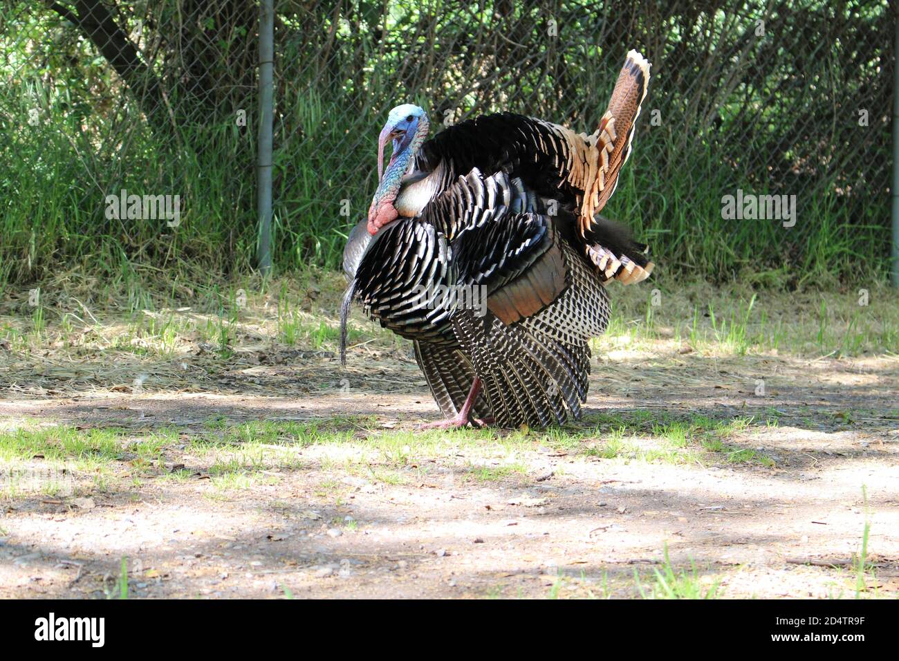 Angry turkey bird hi-res stock photography and images - Alamy