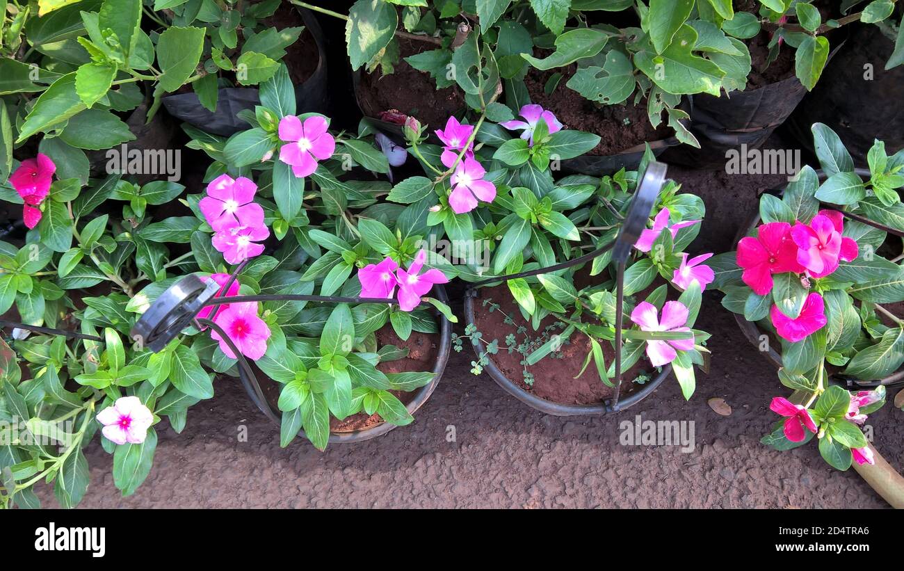 catharanthus flowers also called as periwinkle or sadabahar flower ...