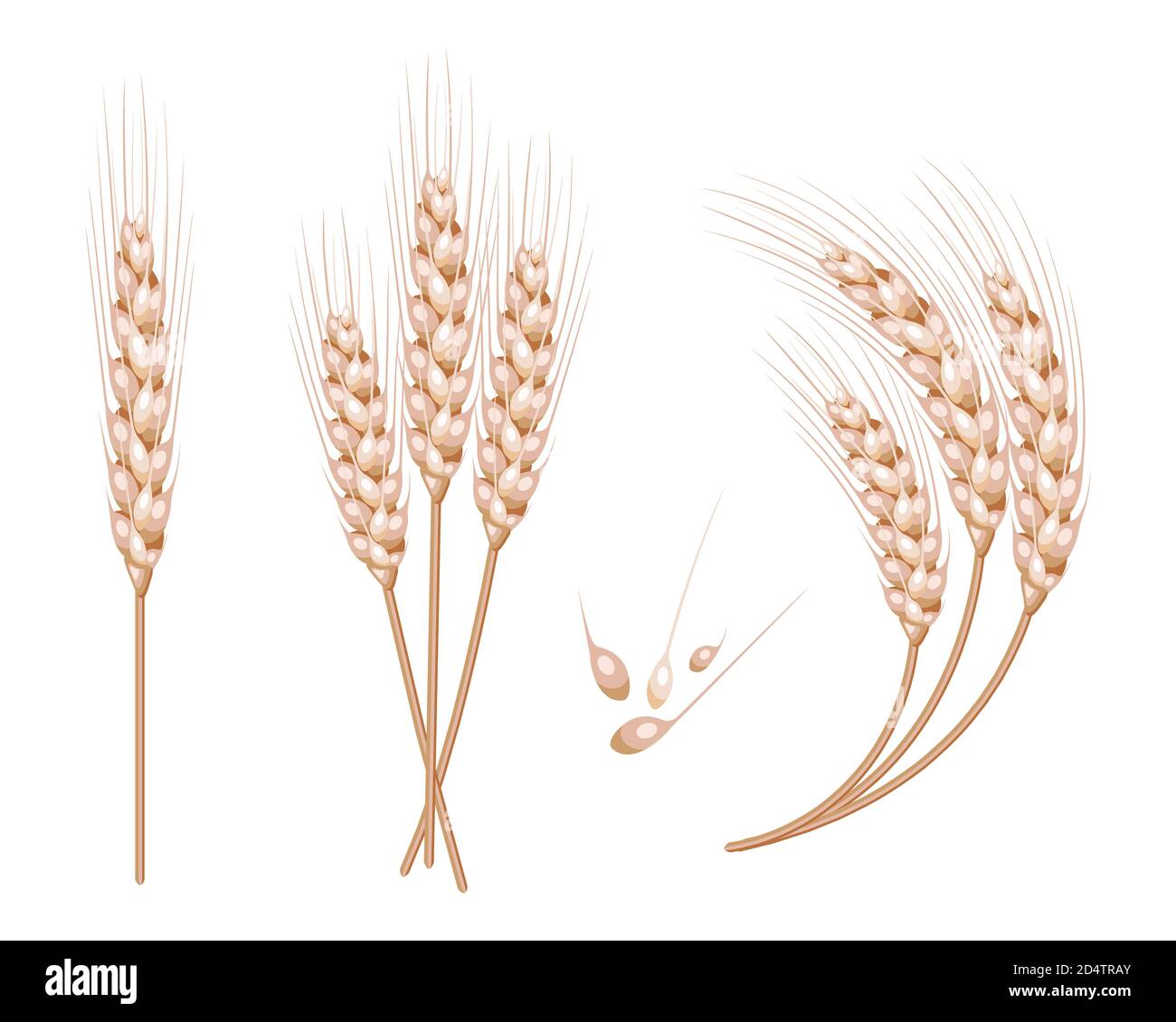 Set of vector wheat in 3d isolated white background with seed addition ...