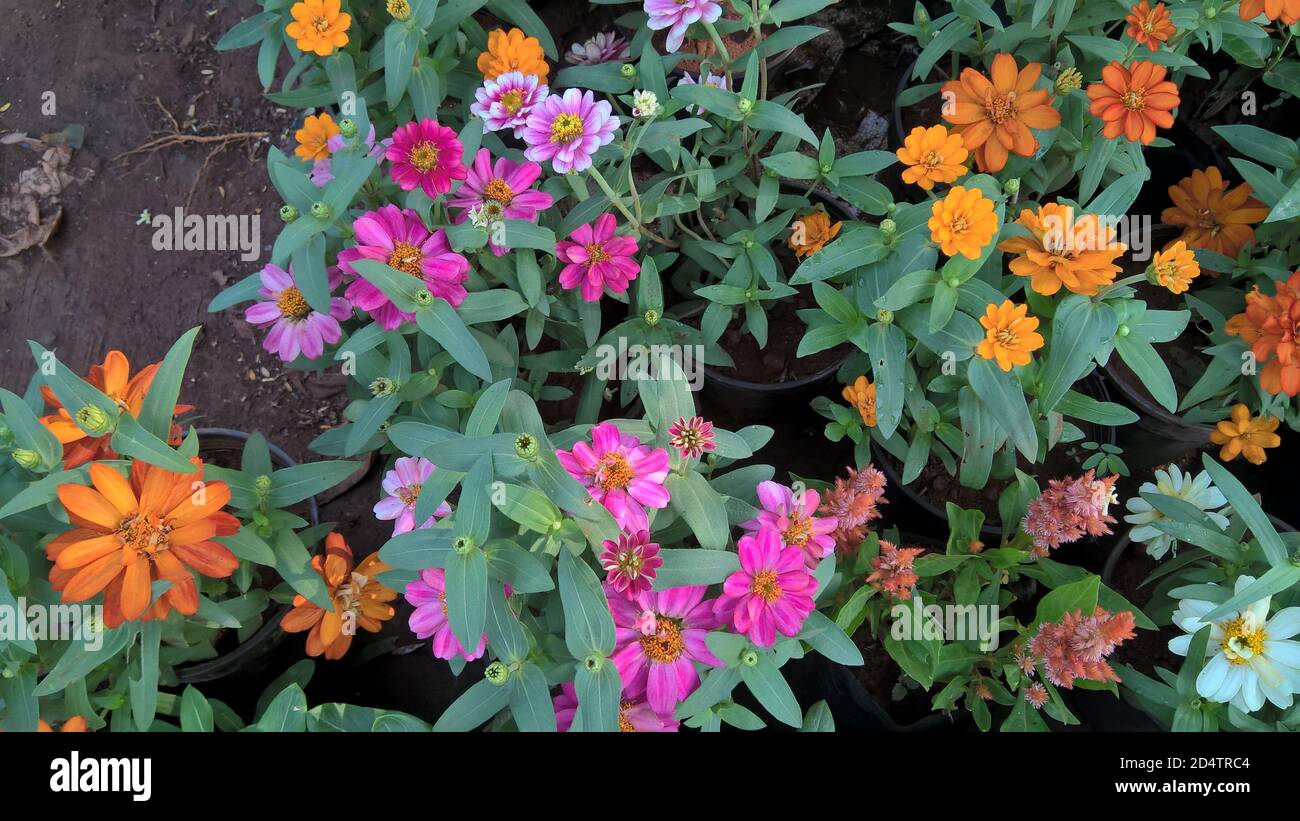 Decor of flowers hi-res stock photography and images - Alamy