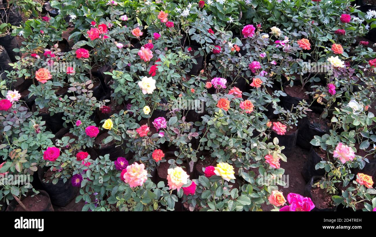 Scenic view rose flowers hi-res stock photography and images - Alamy