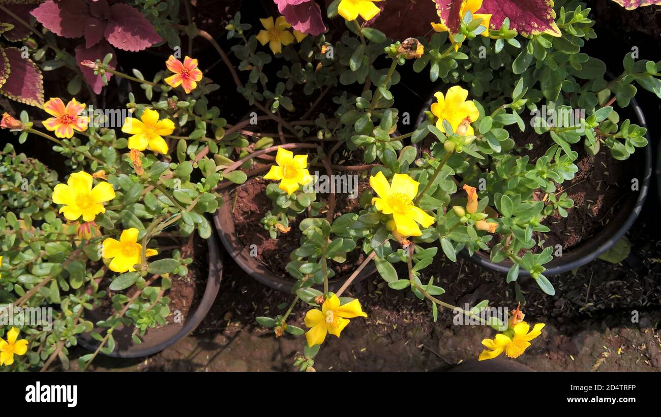 scenic view of yellow color flowers and plants Stock Photo - Alamy