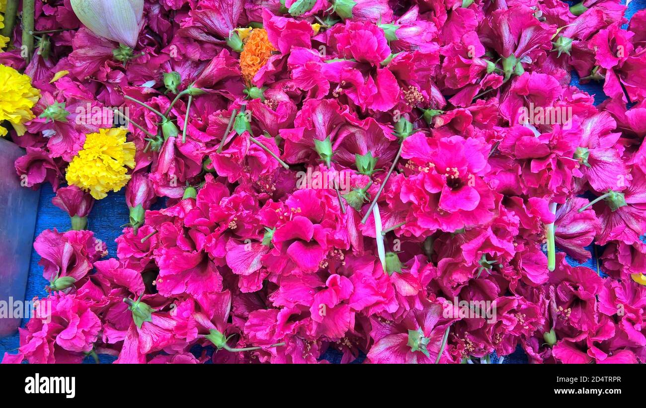 Giant mallow hi-res stock photography and images - Alamy