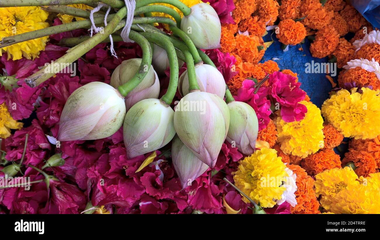 Bunch Lotus Flowers High Resolution Stock Photography and Images - Alamy