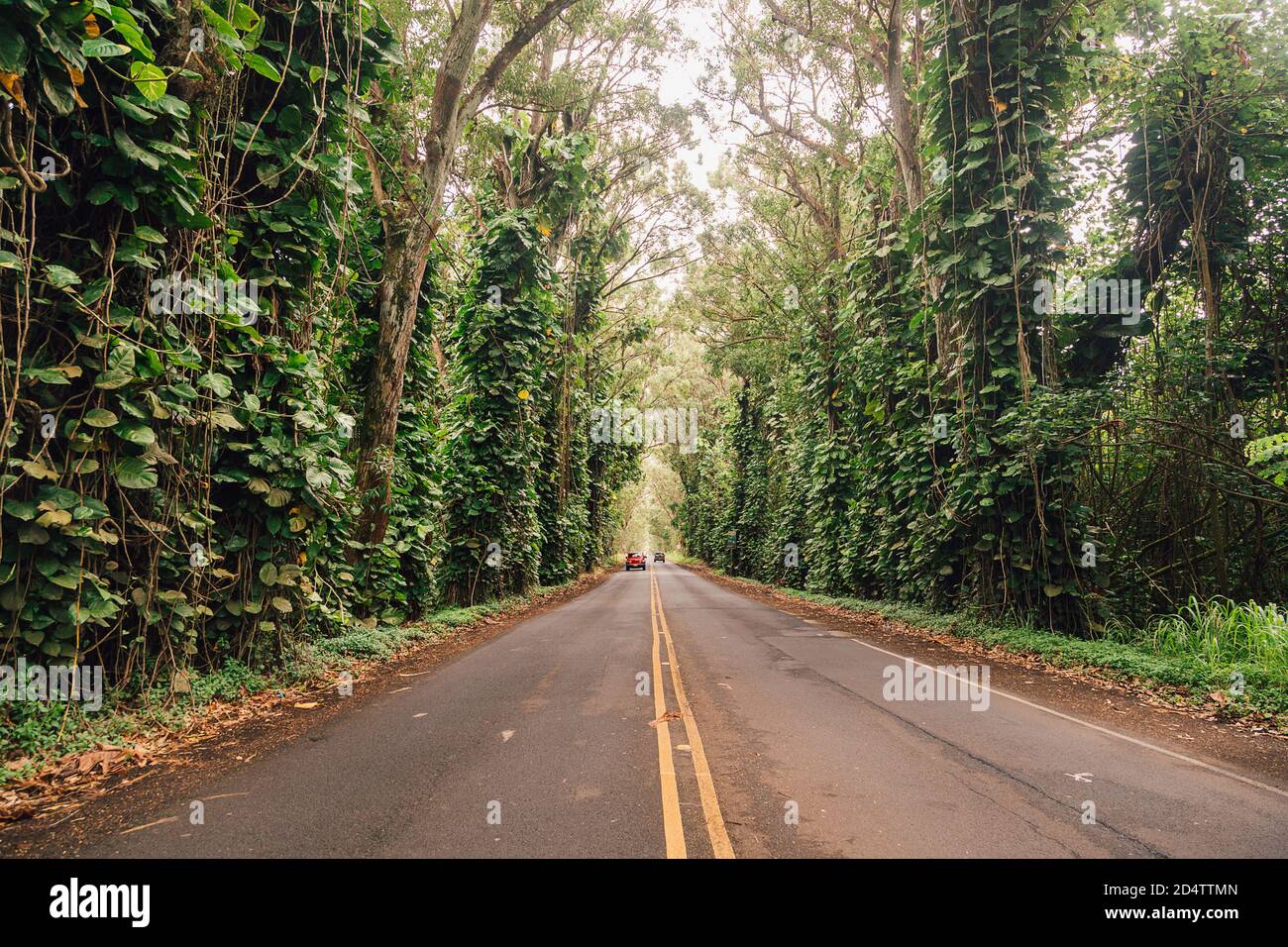 Alley through forest hi-res stock photography and images - Alamy