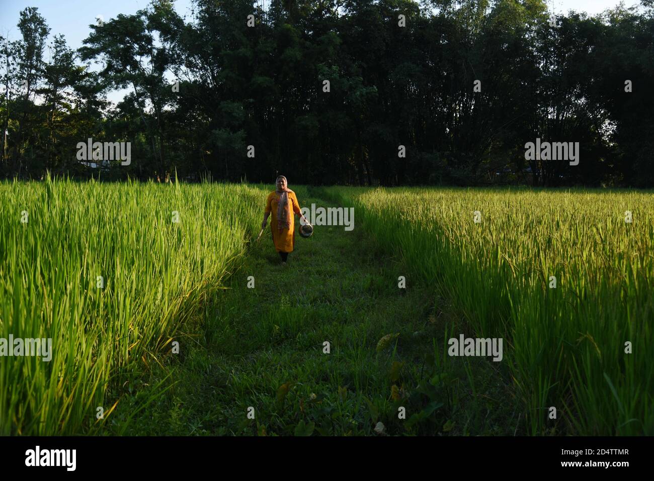 Chase insects hi-res stock photography and images - Alamy