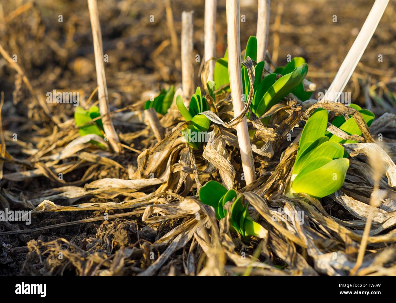 Chive Sprouts