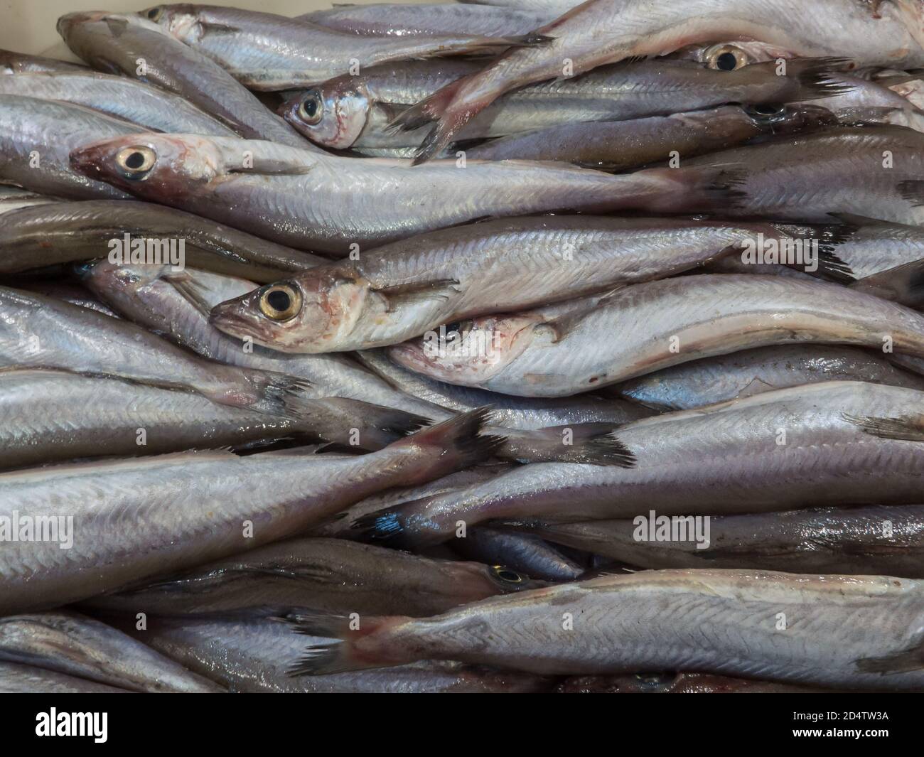 Closeup shop of small fish piled up in a fish market Stock Photo - Alamy