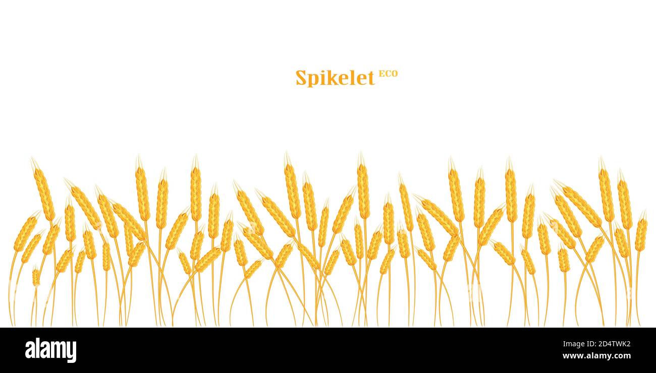 Spring bread barley spike Stock Vector Images - Alamy