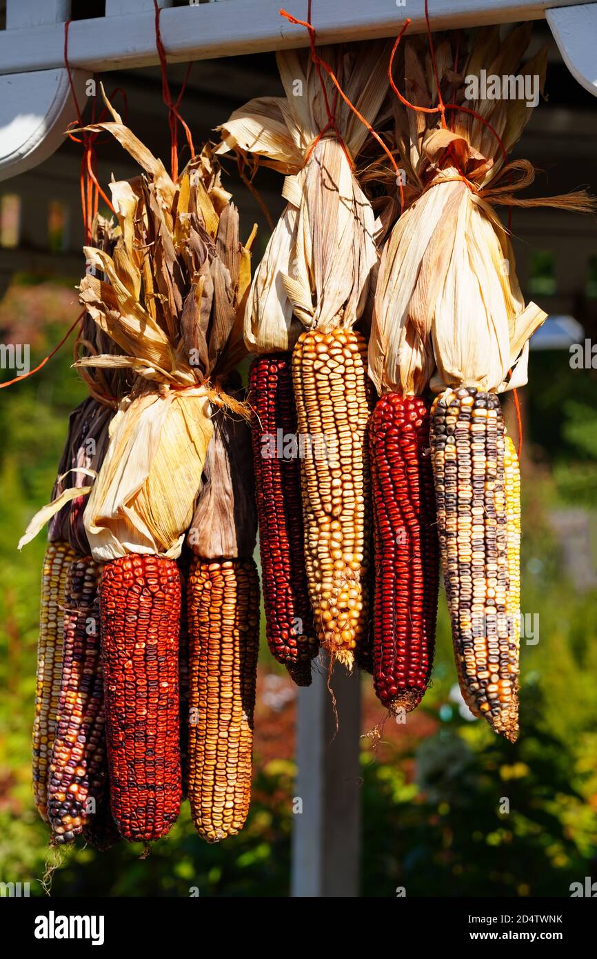 Decorative Indian corn with colorful kernels on a red barn wall in the ...