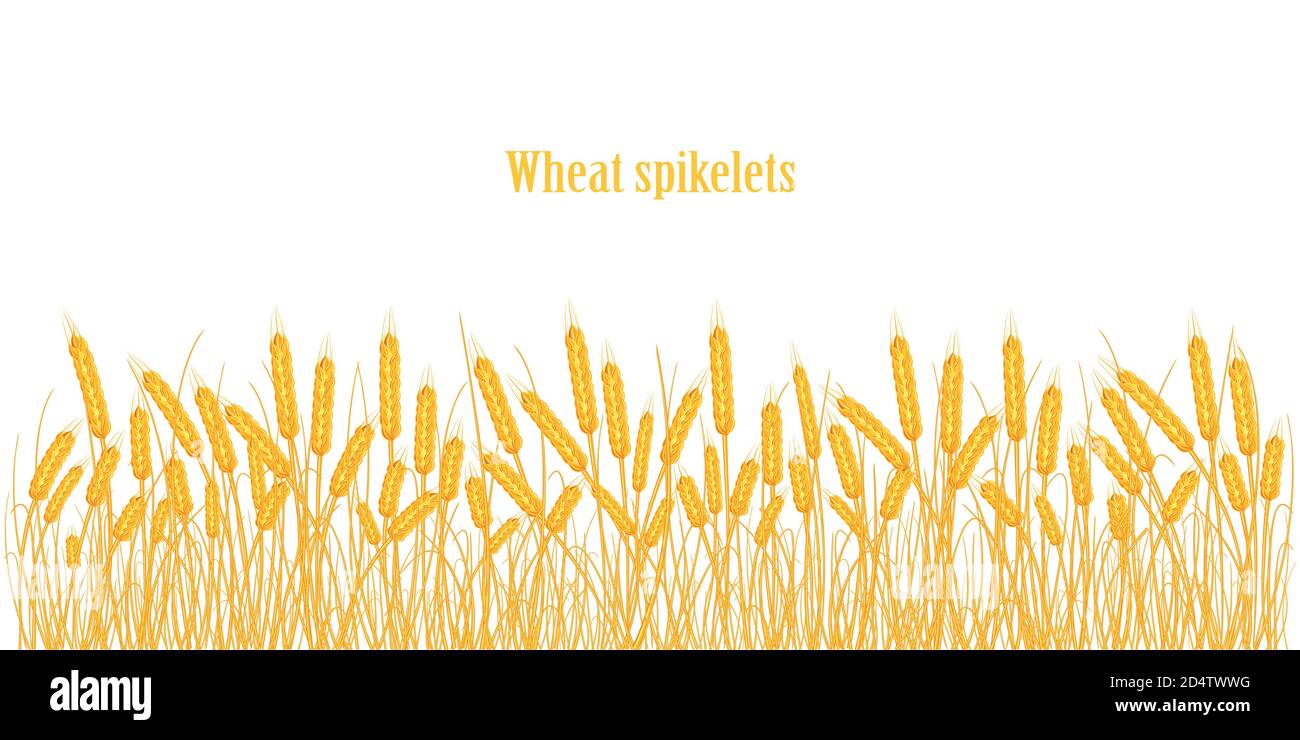 Spring bread barley spike Stock Vector Images - Alamy