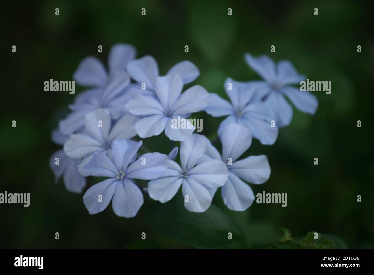 Closeup shot of beautiful blue flowers of plumbago Stock Photo - Alamy